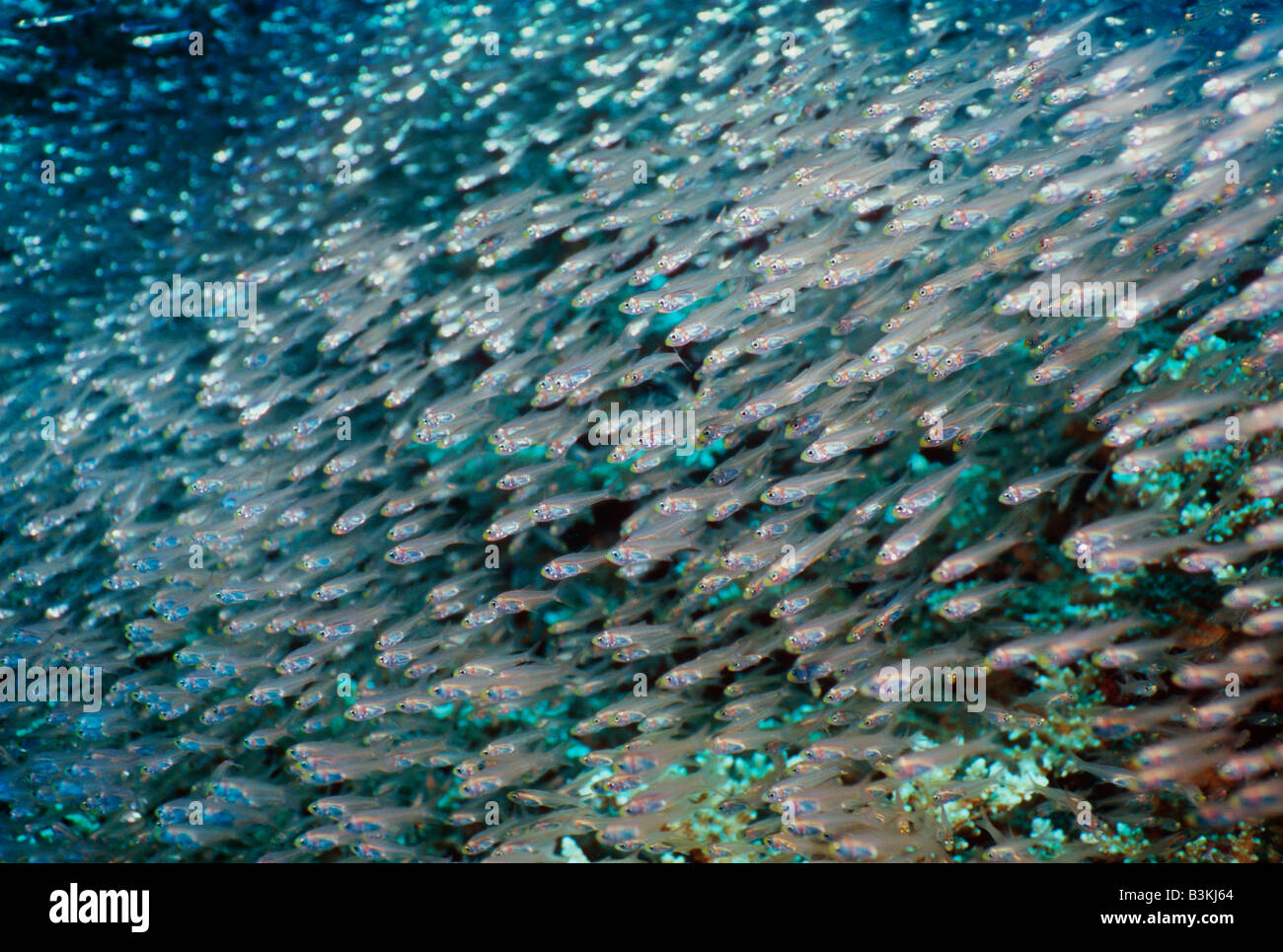 Pygmy sweepers Parapriacanthus ransonetti Andaman Sea Thailand Stock ...