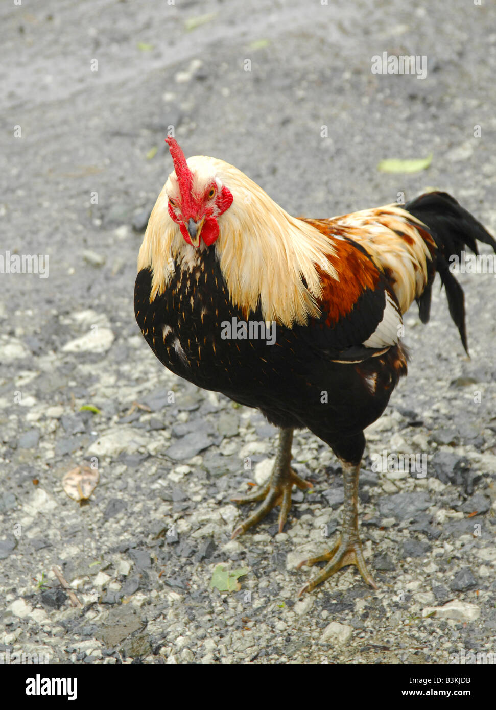 Cockerels hi-res stock photography and images - Alamy