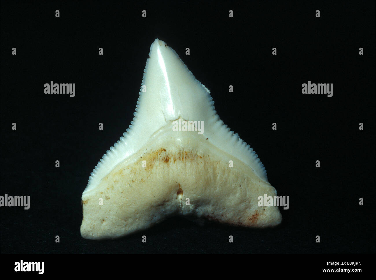 Mako shark teeth hi-res stock photography and images - Alamy