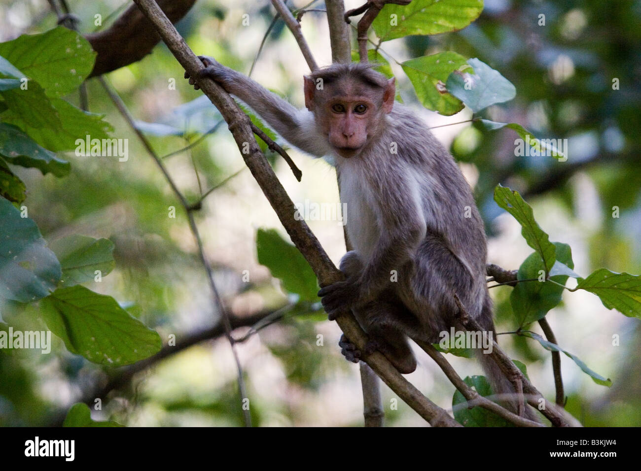 Monkey climb hi-res stock photography and images - Alamy