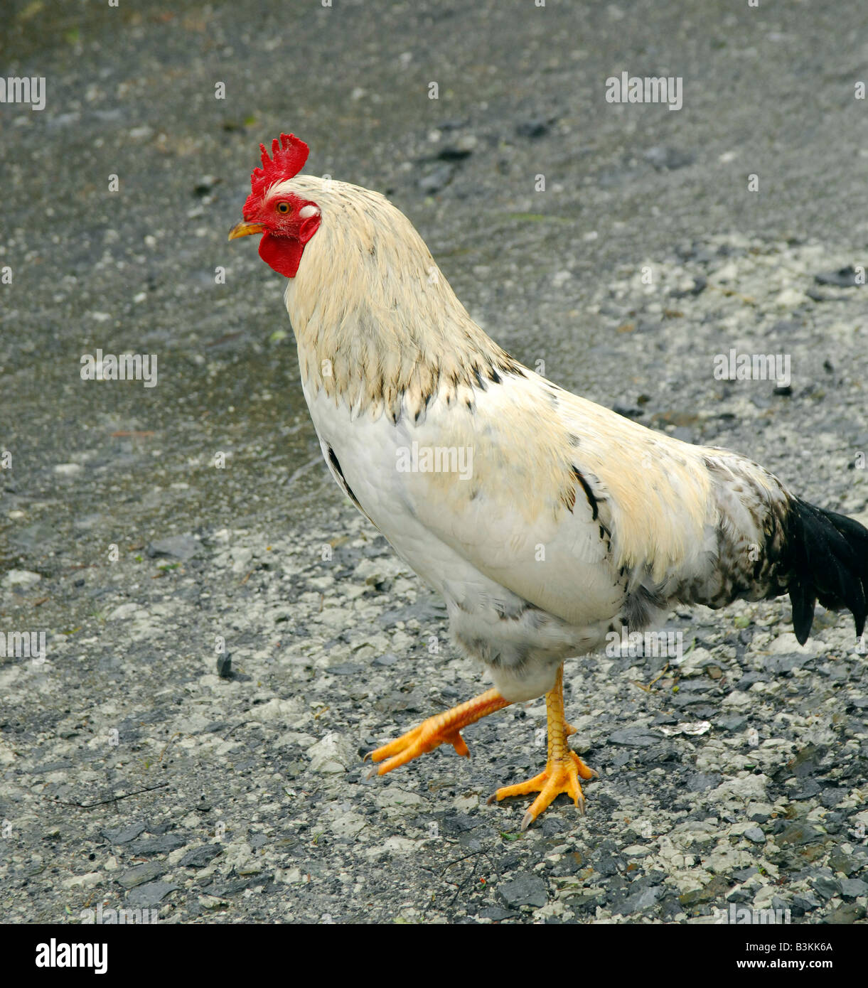 Farmyard chickens and cockerels Stock Photo - Alamy