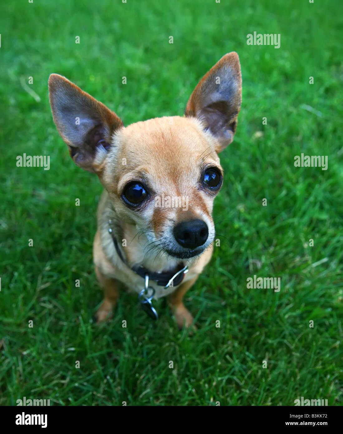 a cute tiny chihuahua in the grass Stock Photo - Alamy