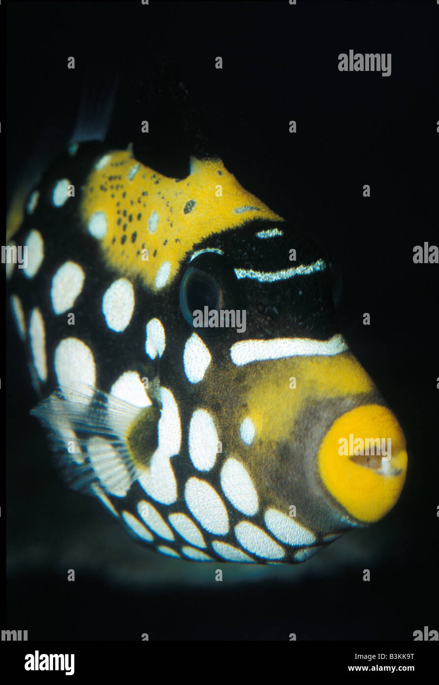 Clown triggerfish, Balistoides conspicillum, Balistidae Stock Photo - Alamy