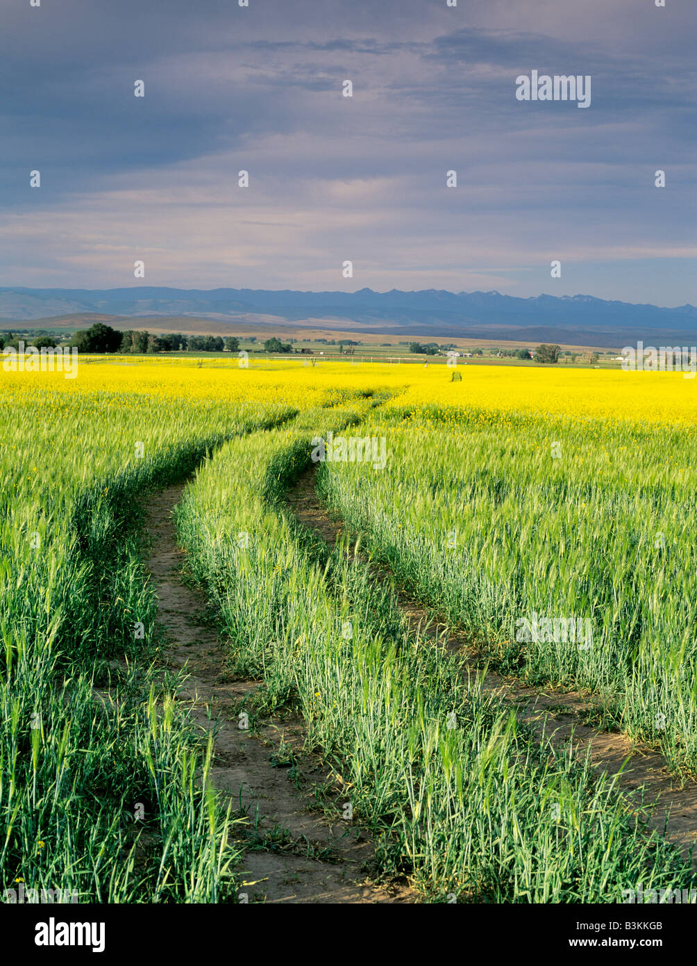 Mustard and wheat field with Wallowa Mountains Near Baker City Oregon ...
