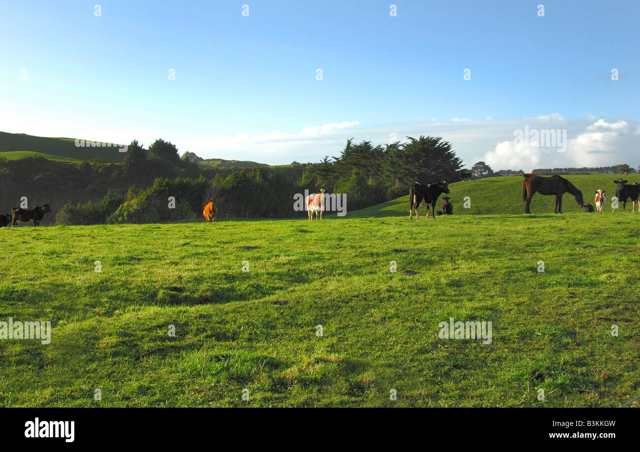 Cows in green field Stock Photo - Alamy