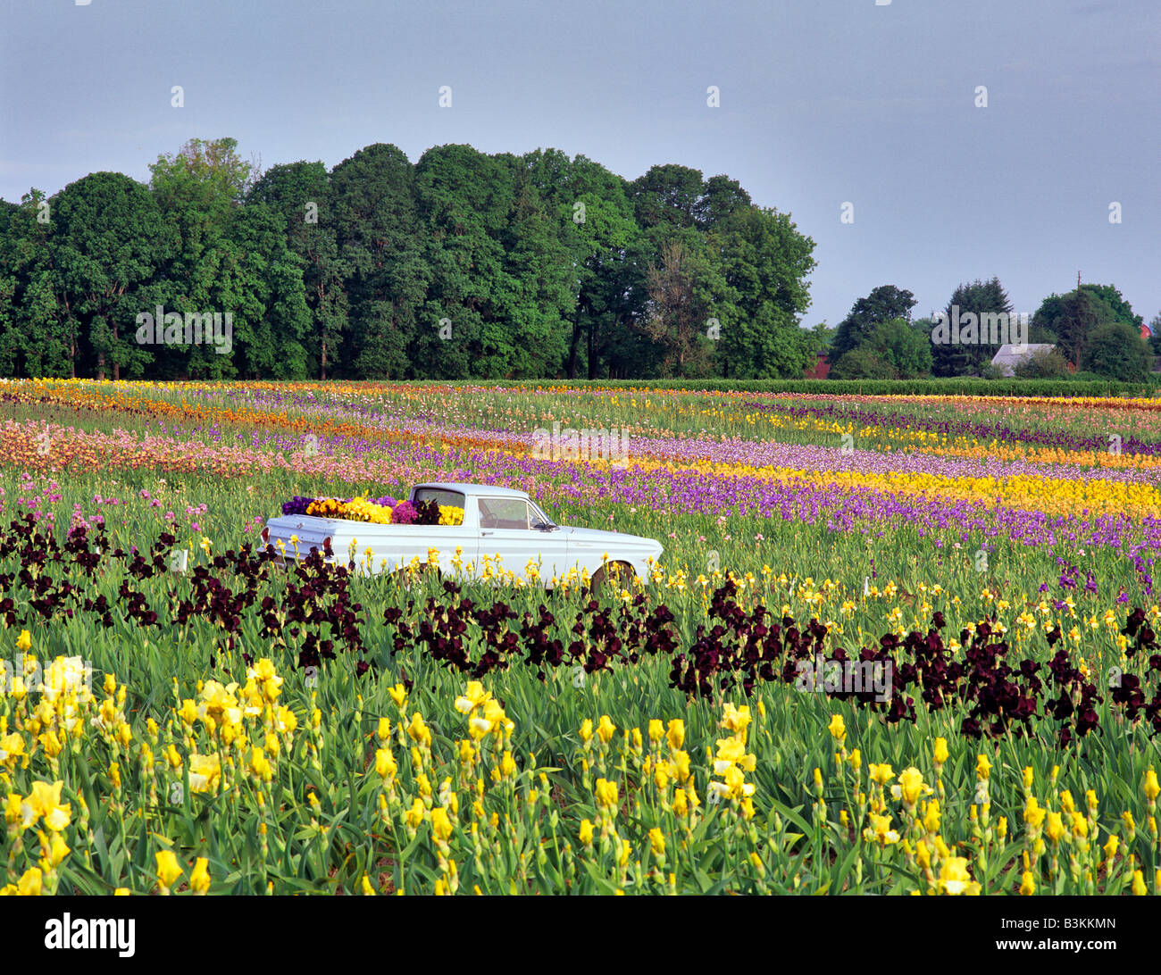 Iris loaded into vehicle Cooley s Iris Farm Oregon Stock Photo - Alamy