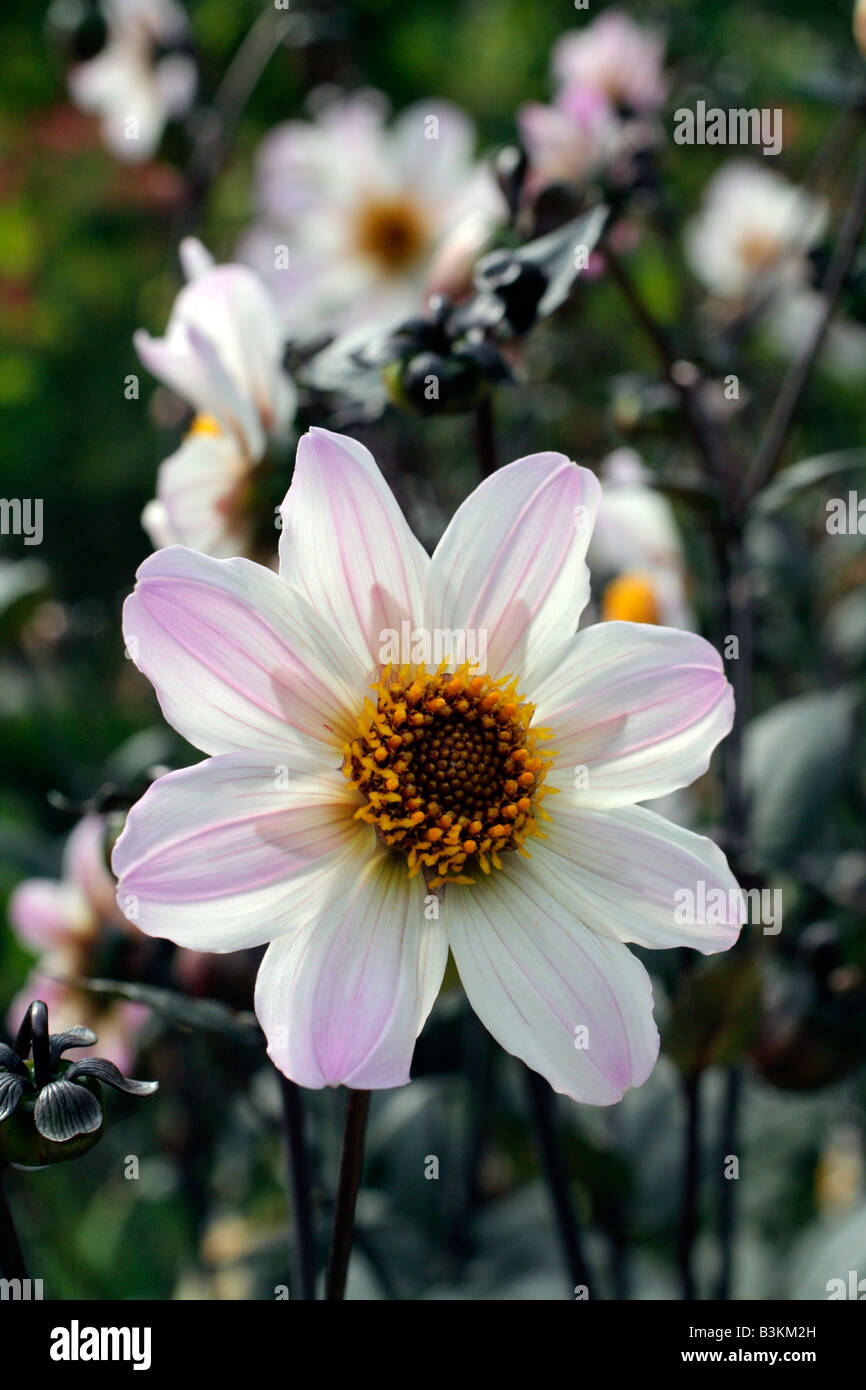 SINGLE PALE PINK DAHLIA Stock Photo - Alamy