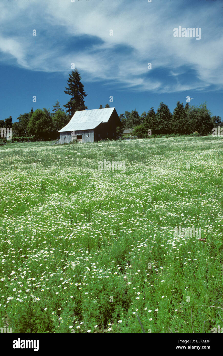 Spring pasture with wildflowers Alpine Oregon Stock Photo - Alamy