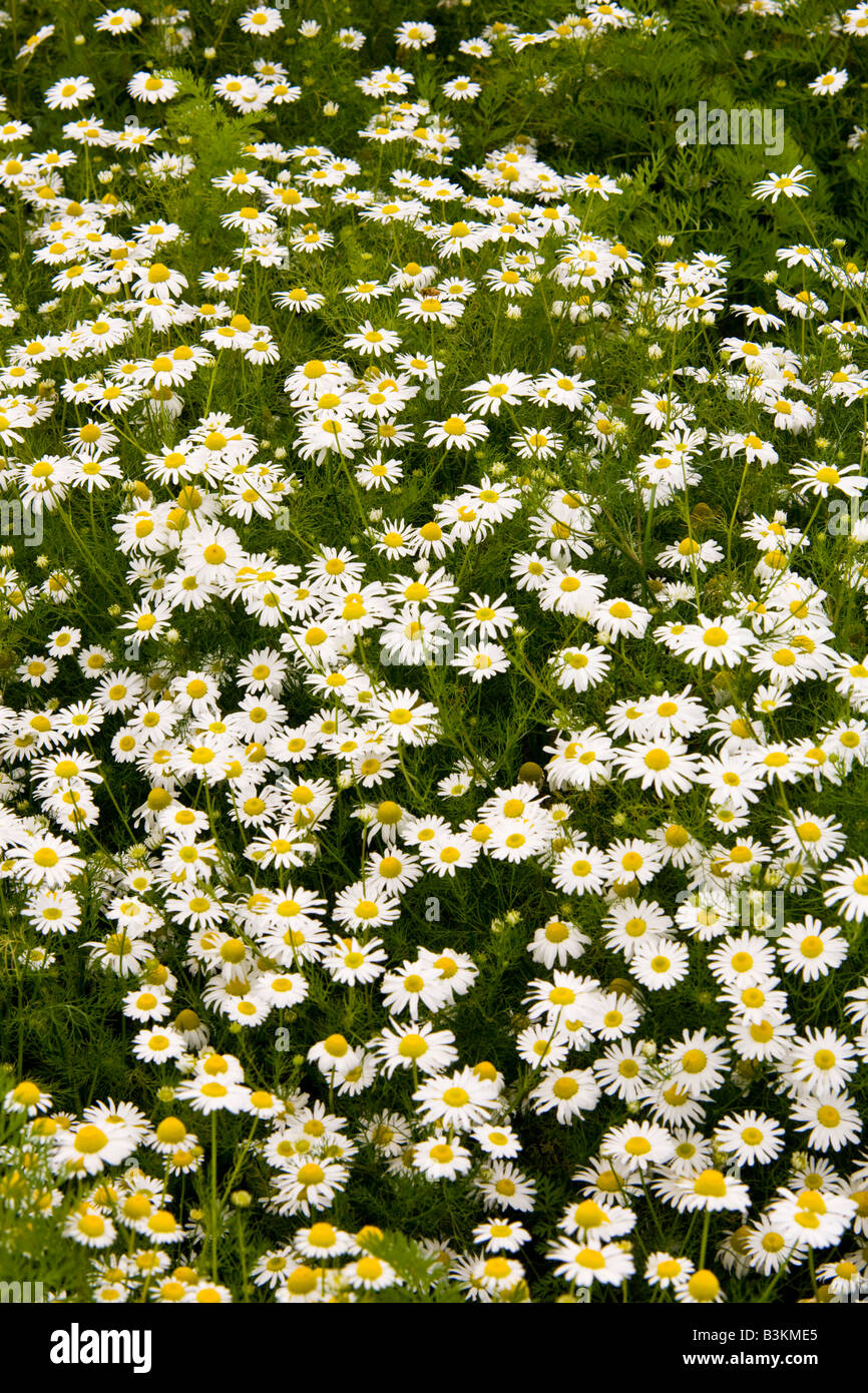 Oxeye daisy meadow leucanthemum hi-res stock photography and images - Alamy