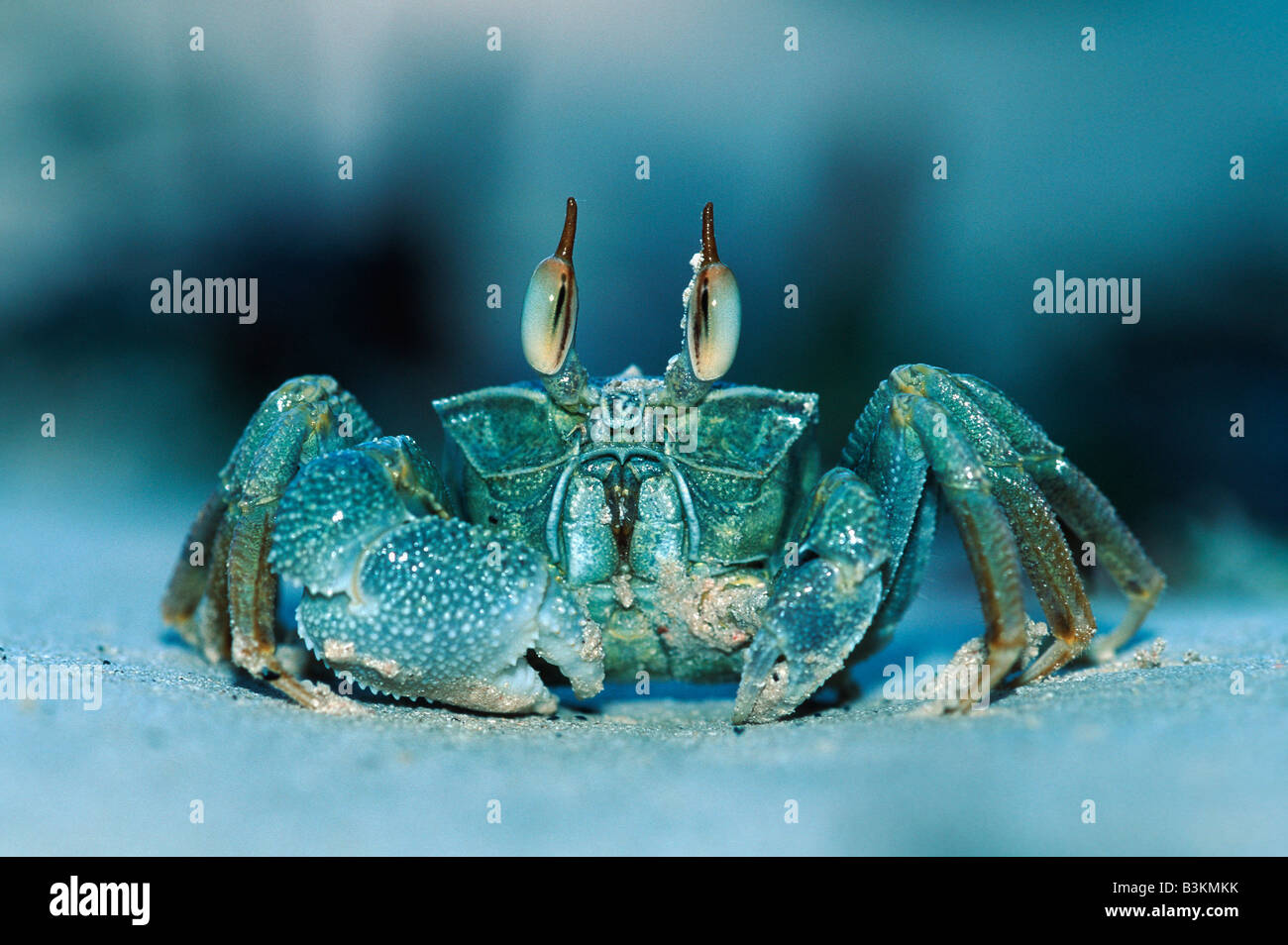 Ghost crab Ocypode sp adult Madagascar Africa Stock Photo - Alamy