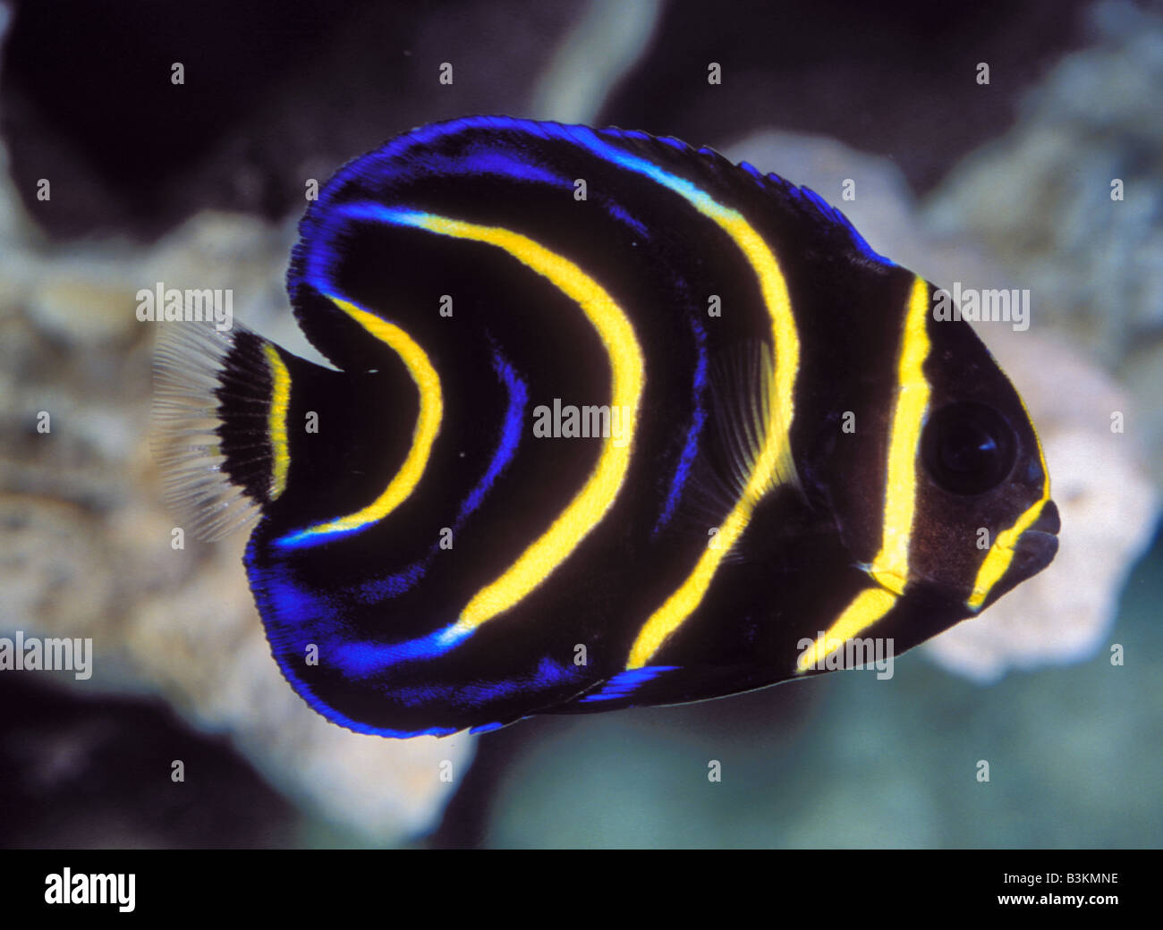 Juvenile Cortez angelfish Pomacanthus zonipectus, Pomacanthidae Stock ...