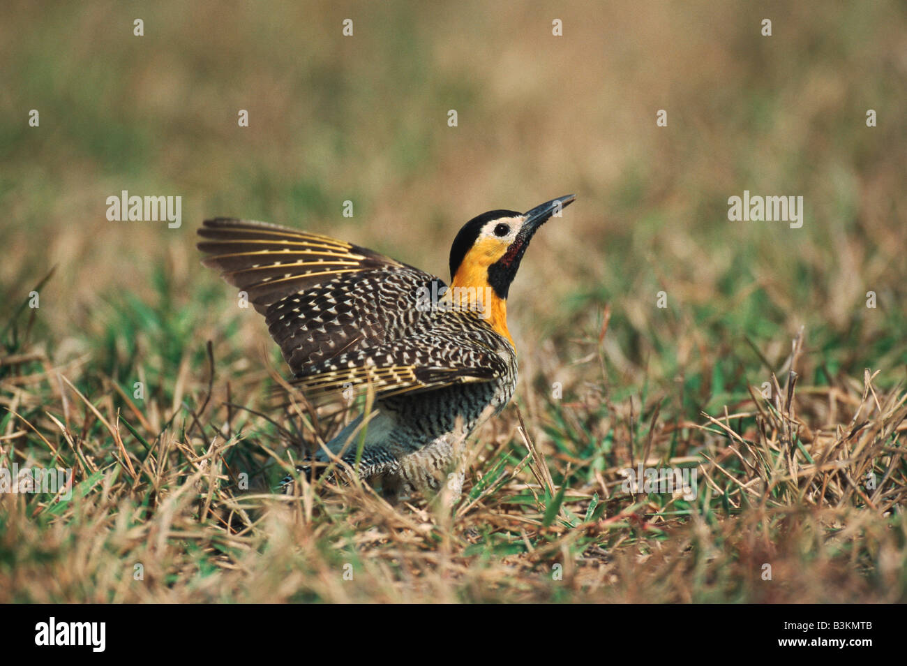 Field Flicker Colaptes campestris adult Pantanal Brazil South America ...