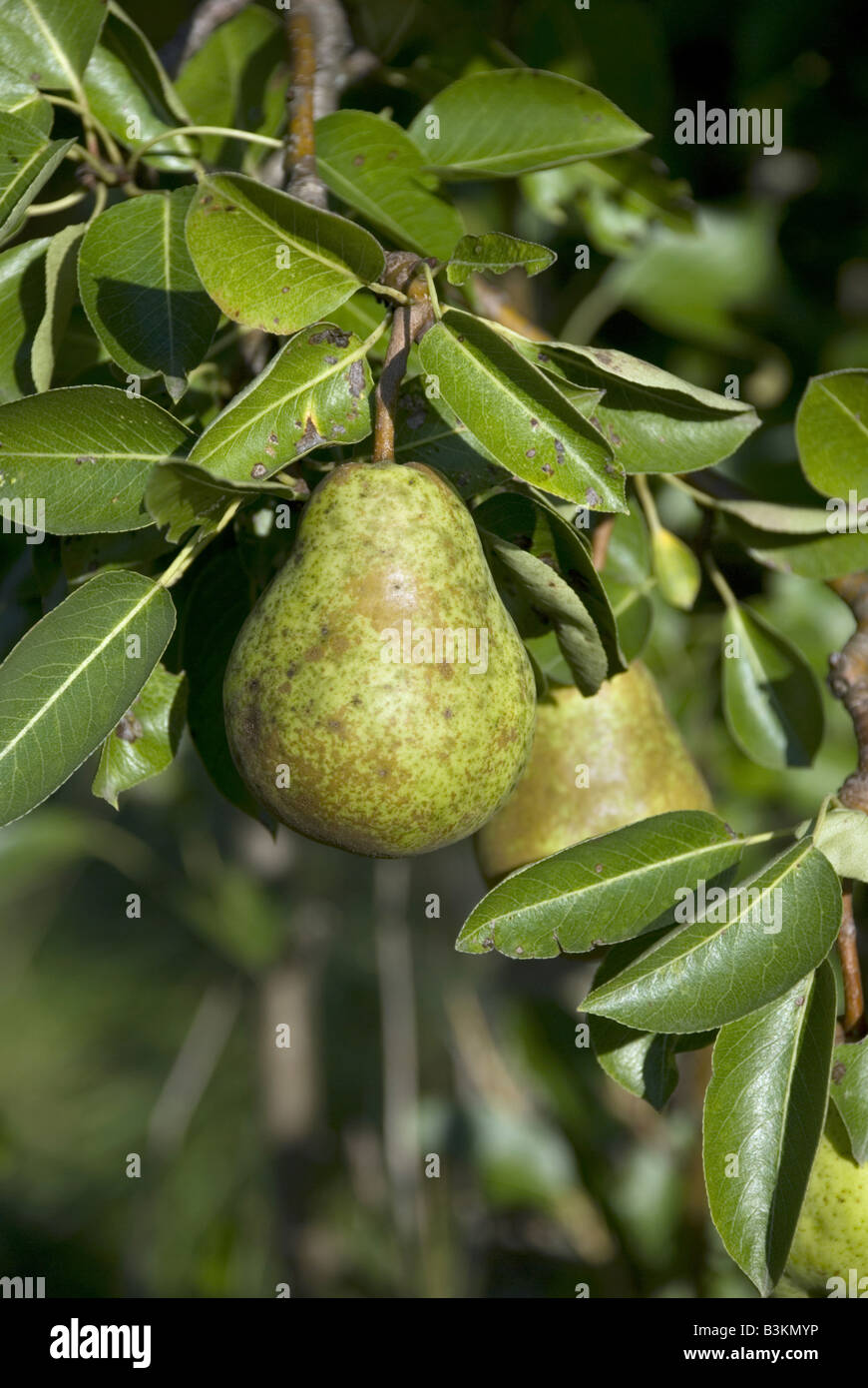 Pick fruit pear hi-res stock photography and images - Alamy