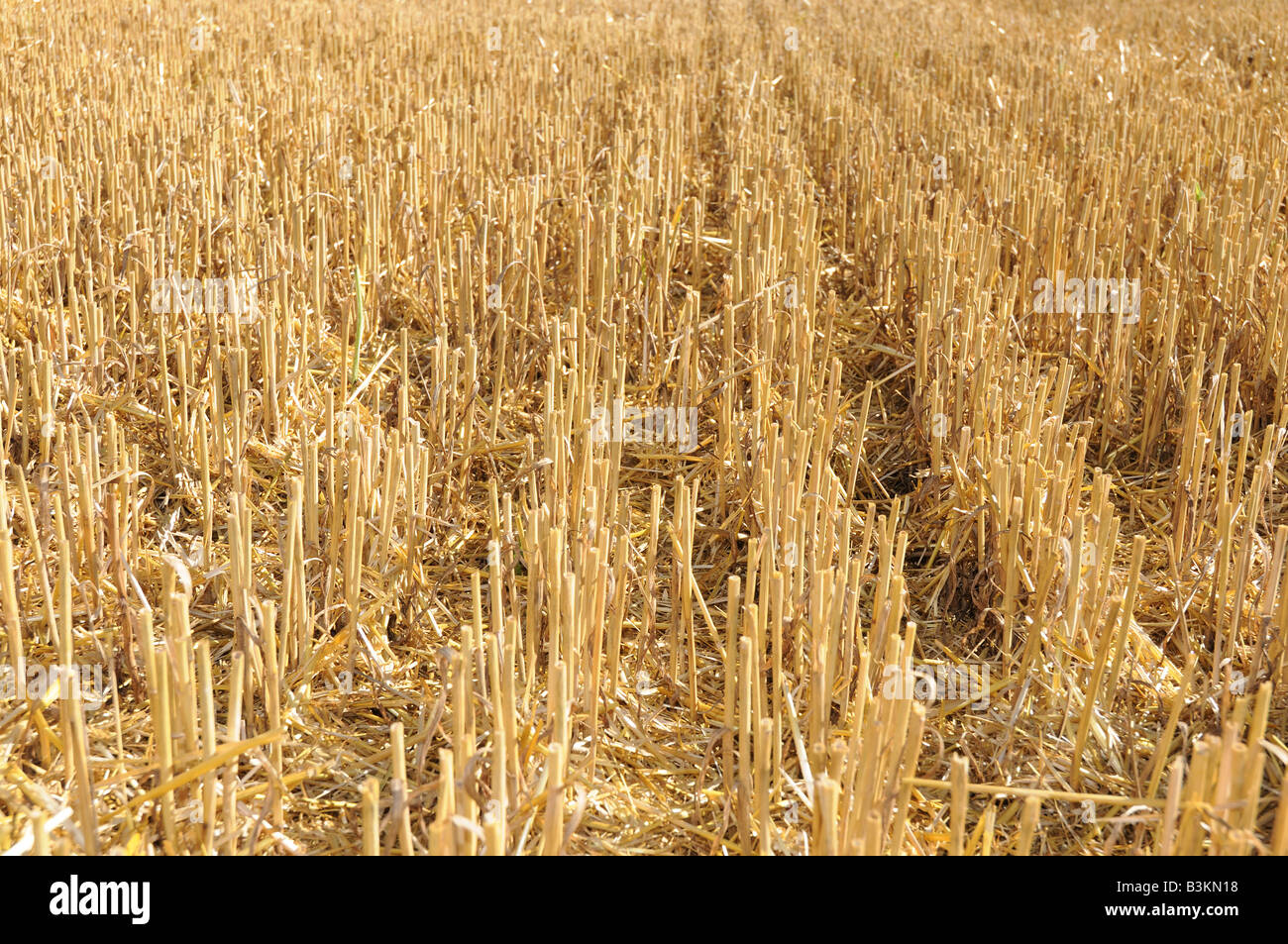 Harvested corn field. Detail of the rows of stubble Stock Photo - Alamy