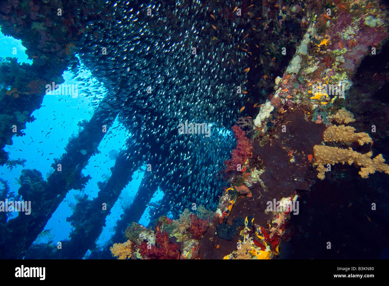 Underwater ss carnatic hi-res stock photography and images - Alamy