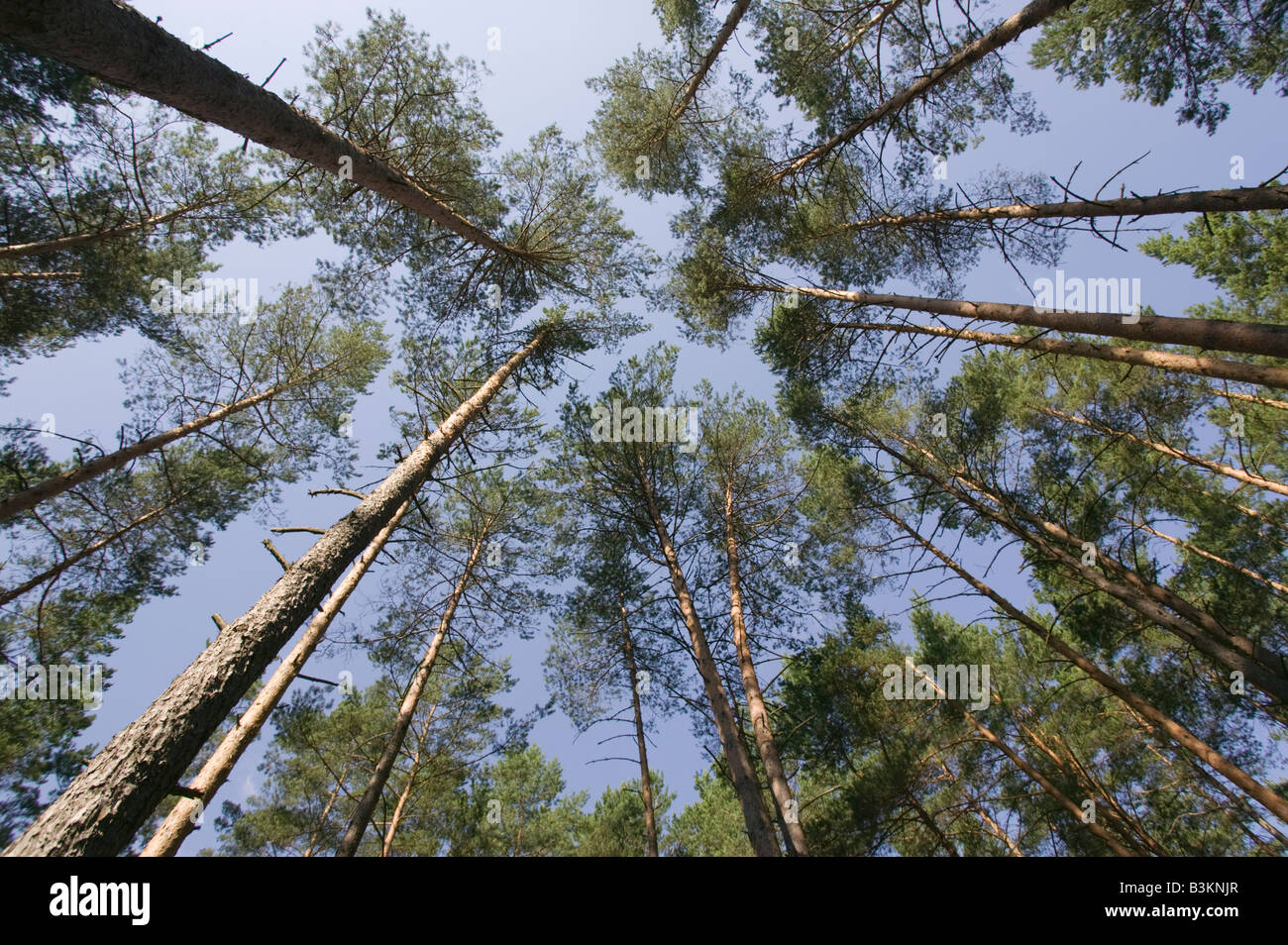 Looking from the ground straight up to a conifer forest canopy in ...