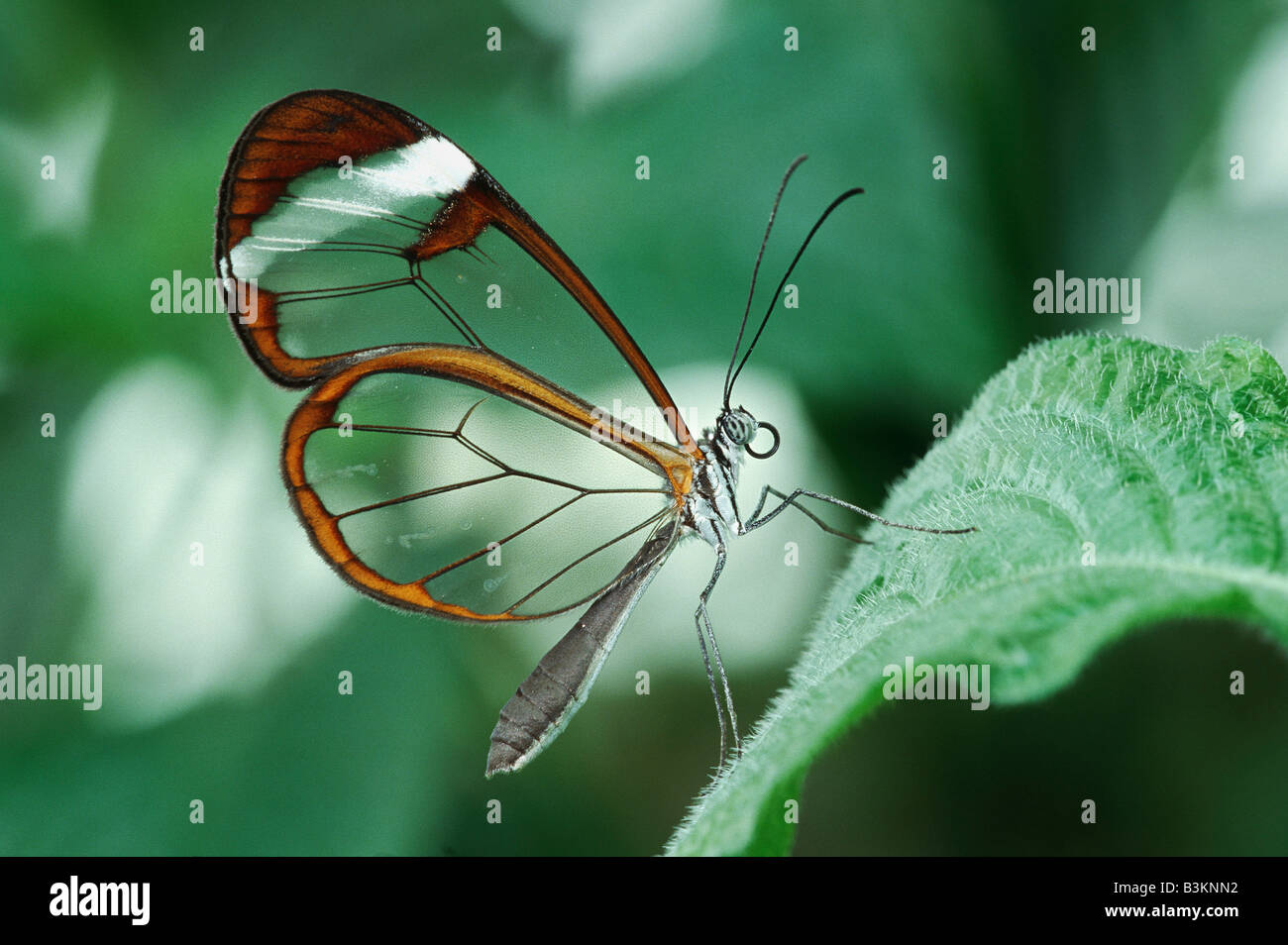 Glass-winged butterfly Cithaerias sp adult captive Switzerland Stock ...