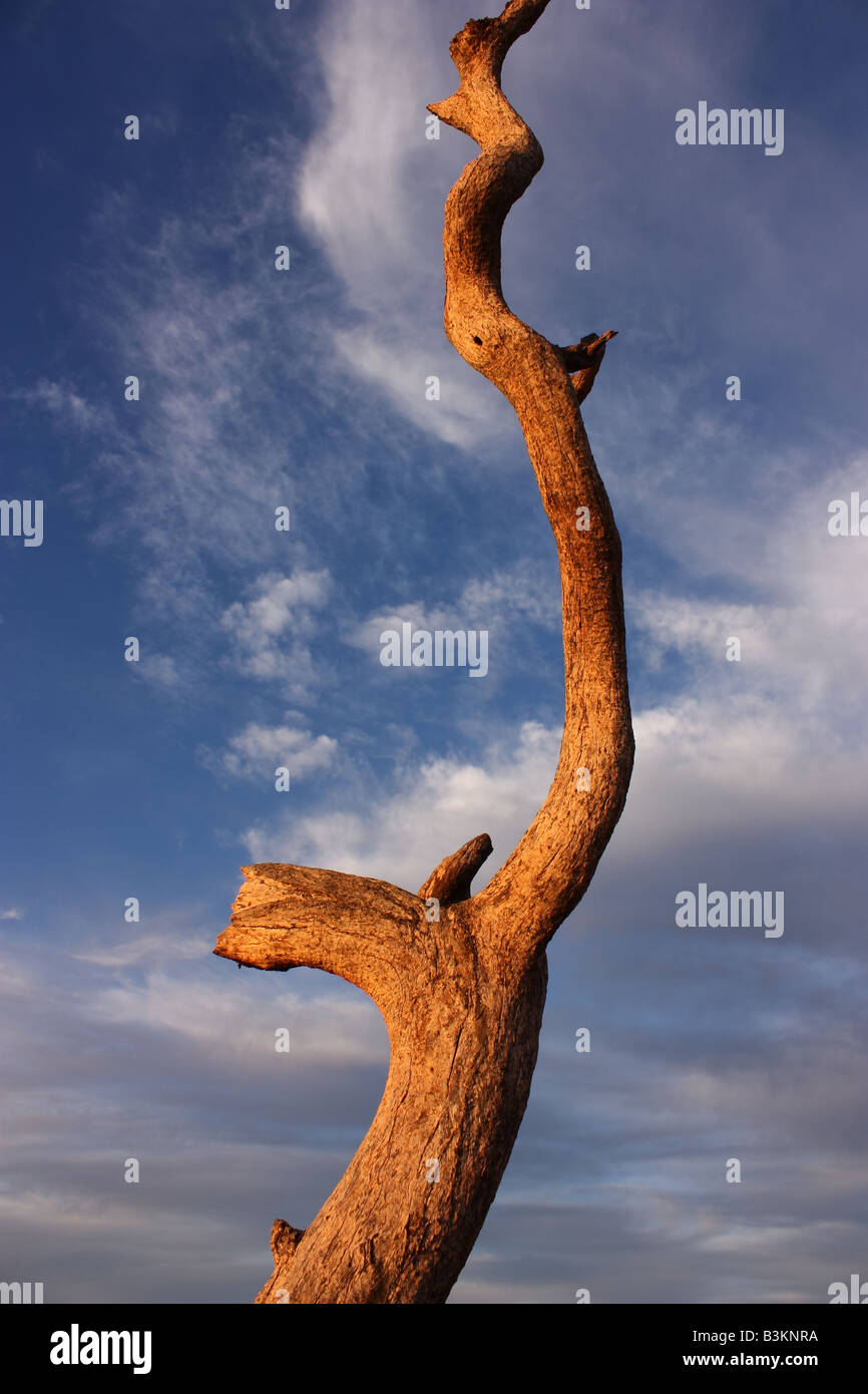 Upright tree hi-res stock photography and images - Alamy