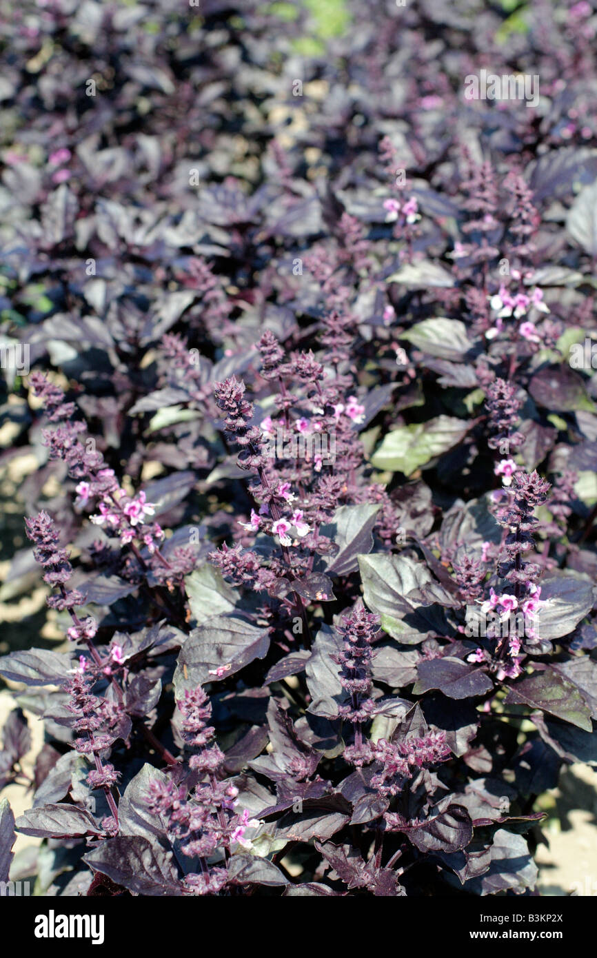 PURPLE BASIL OCIMUM BASILICUM OSMIN Stock Photo - Alamy
