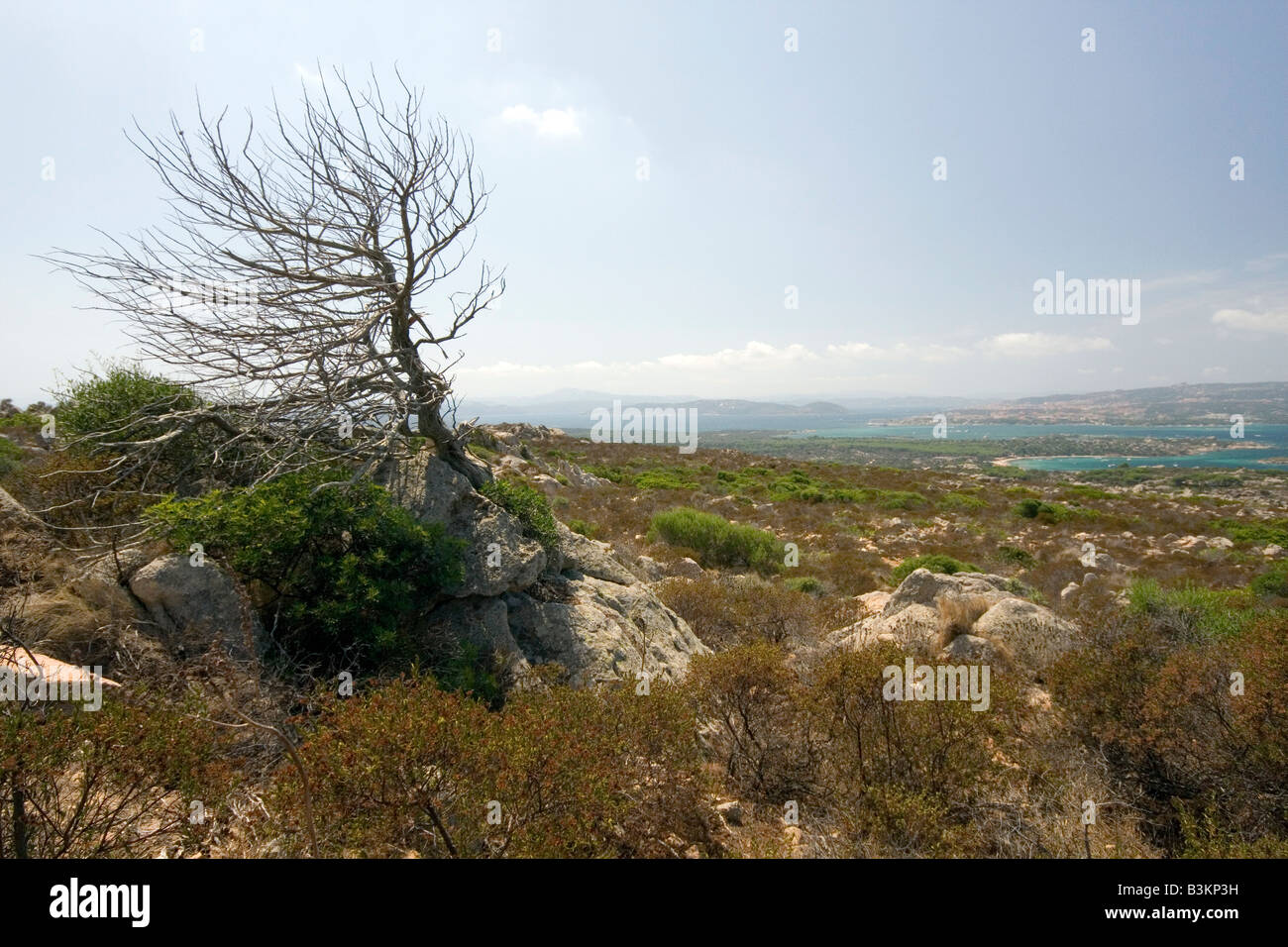 Wind Blasted Tree Isola Caprera Sardinia Italy Stock Photo - Alamy