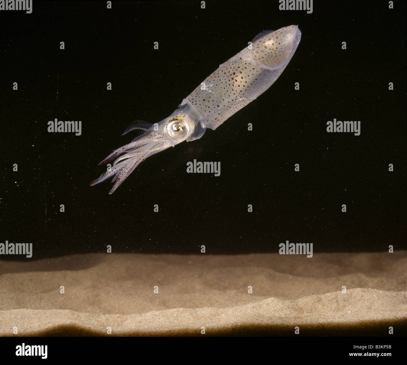 Squid Digestive System