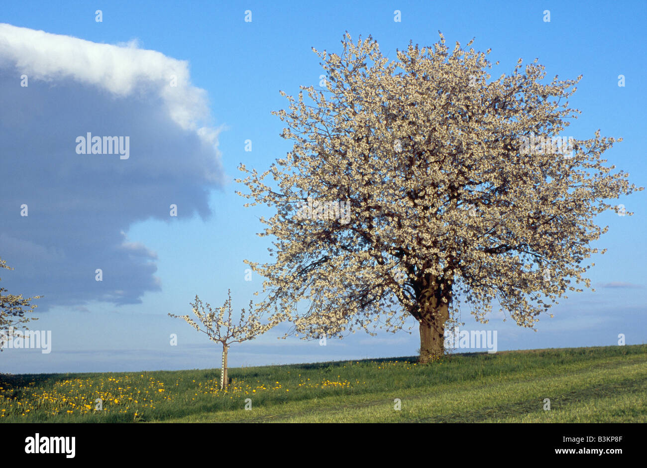 Coulorful Landscape and White Tree in Spring Stock Photo - Alamy