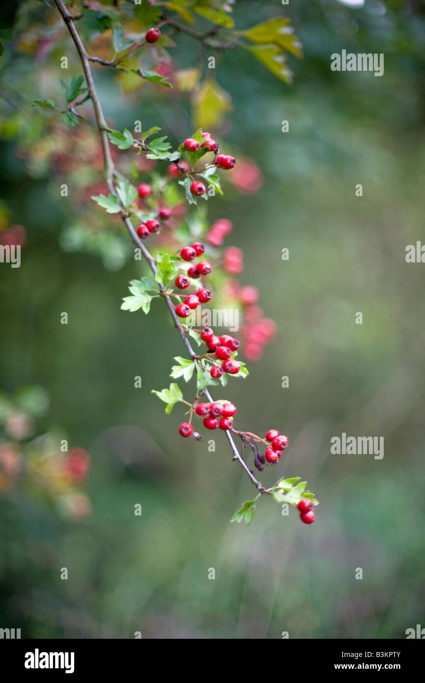 red berries on tree and bush in countryside Stock Photo - Alamy