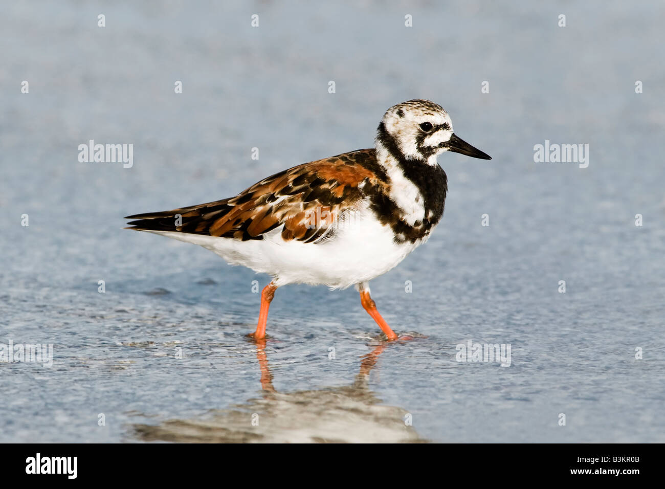 An adult Ruddy Turnstone Stock Photo - Alamy