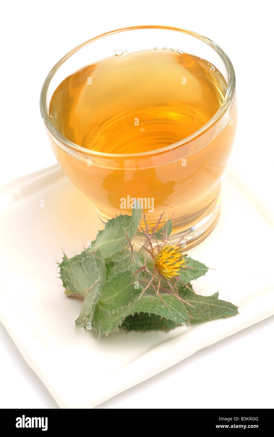 Herb tea made of medicinal plant blessed thistle thistle cardo cardo ...