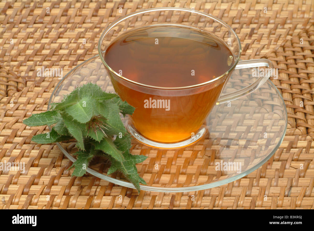 Herb tea made of medicinal plant blessed thistle thistle cardo cardo ...