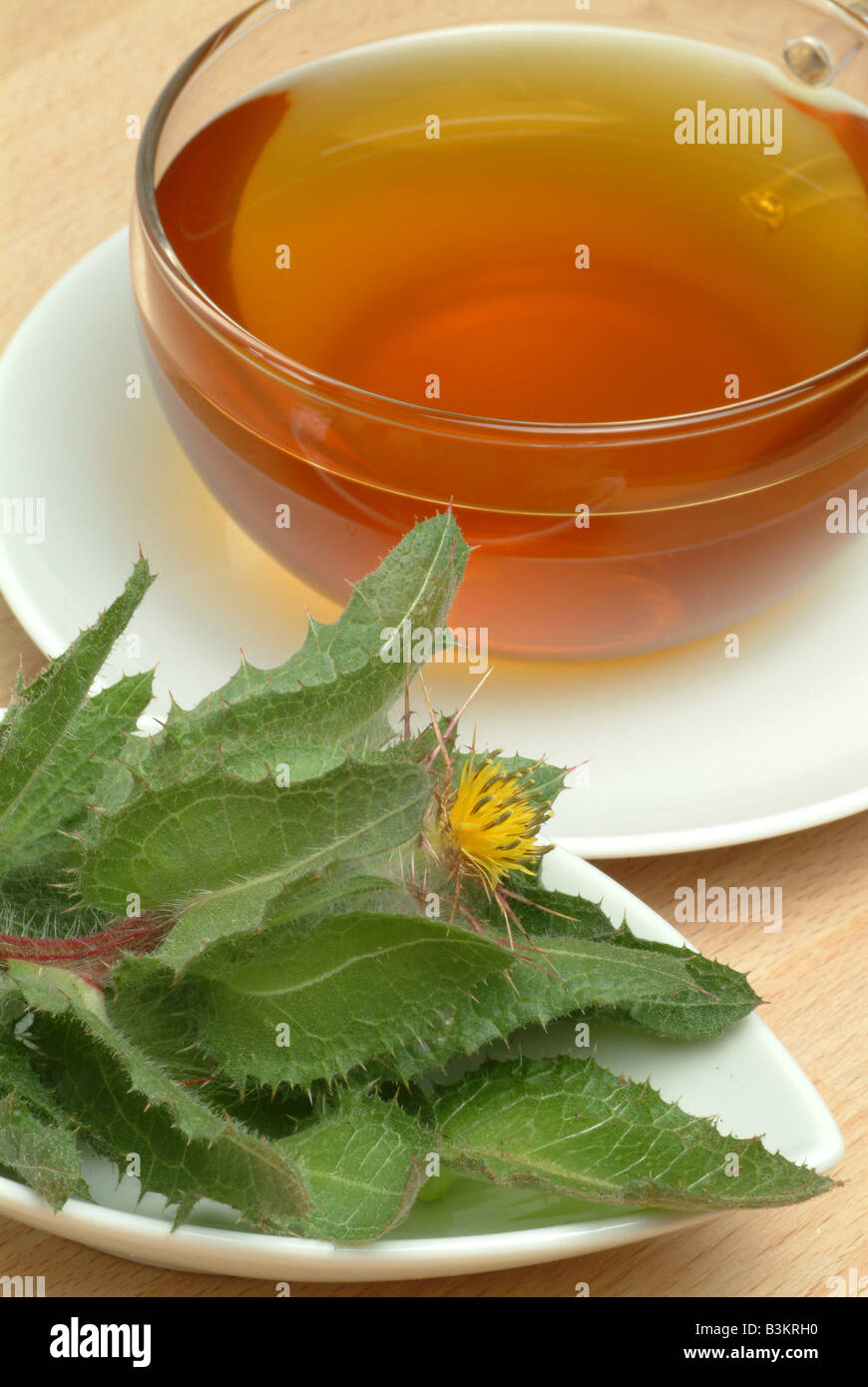 Herb tea made of medicinal plant blessed thistle thistle cardo cardo ...