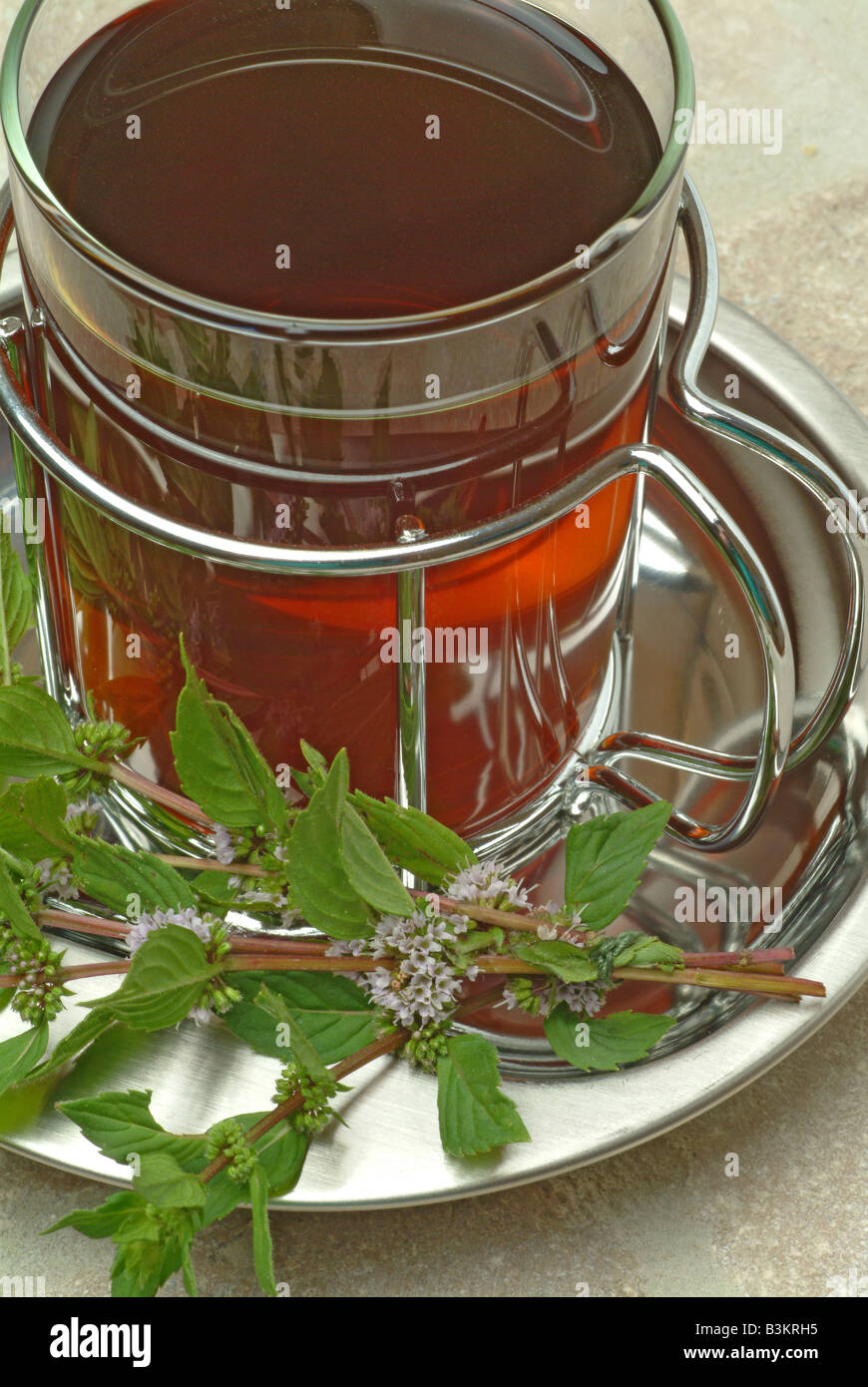 Herb tea made of medicinal plant Peppermint Mentha piperita Menta ...
