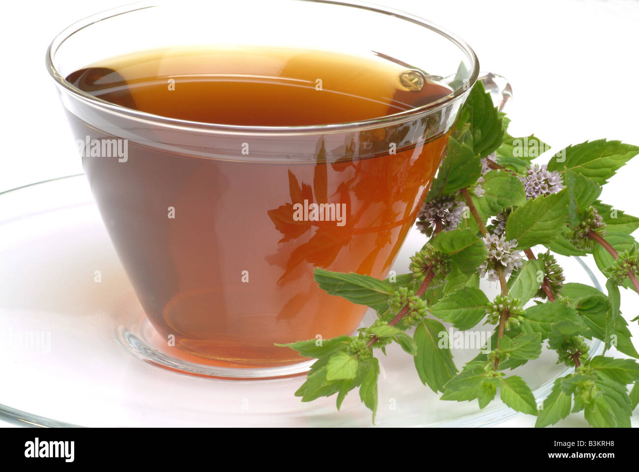 Herb tea made of medicinal plant Peppermint Mentha piperita Menta ...