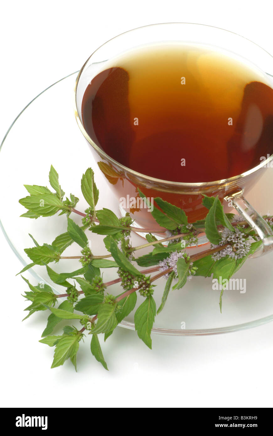Herb tea made of medicinal plant Peppermint Mentha piperita Menta ...