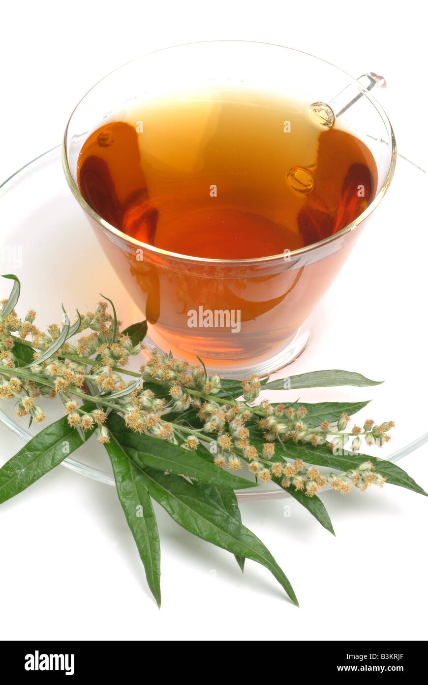 Medicinal herb tea and Blossom of the medicinal plant mugwort wegwood ...