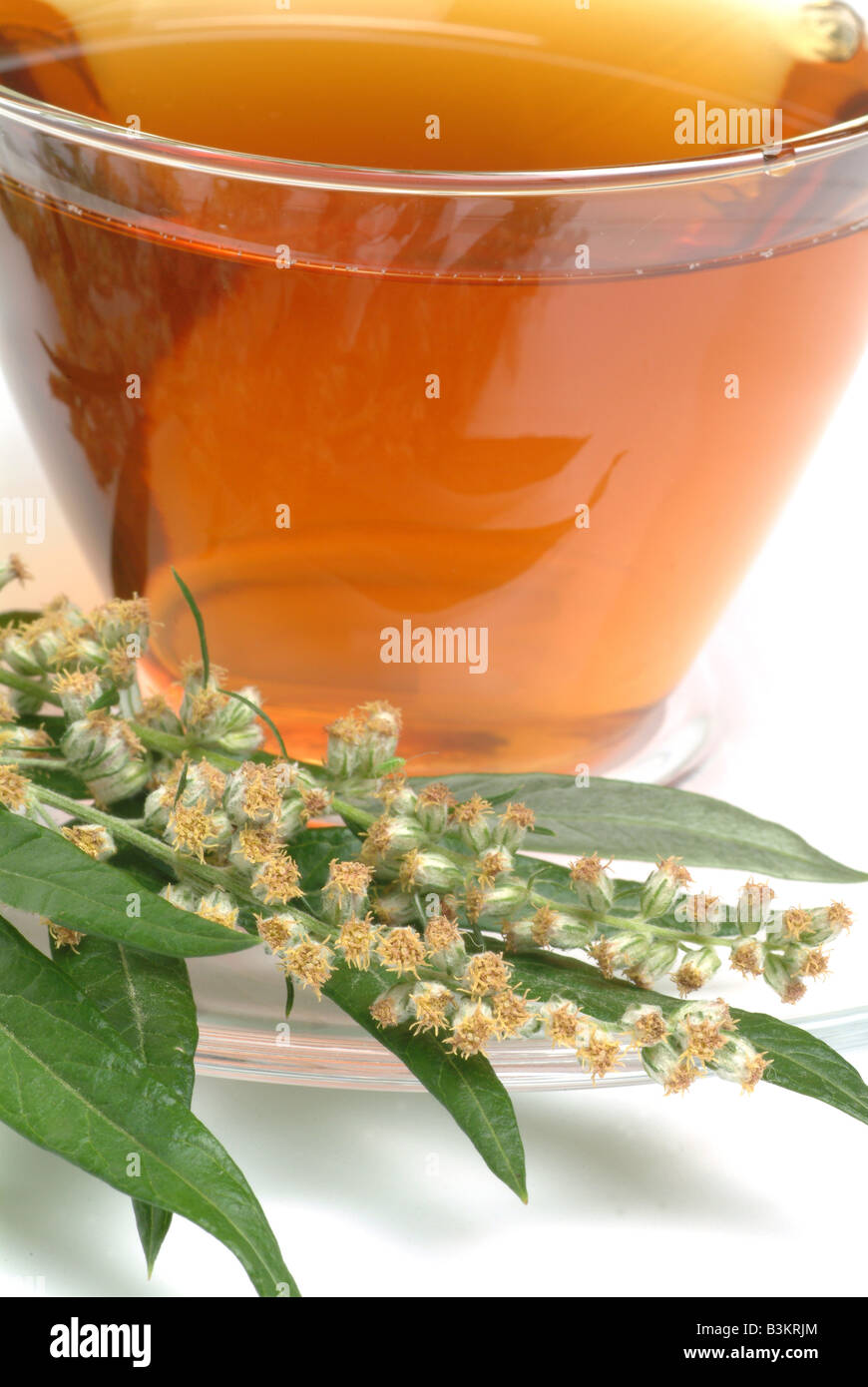 Medicinal herb tea and Blossom of the medicinal plant mugwort wegwood ...
