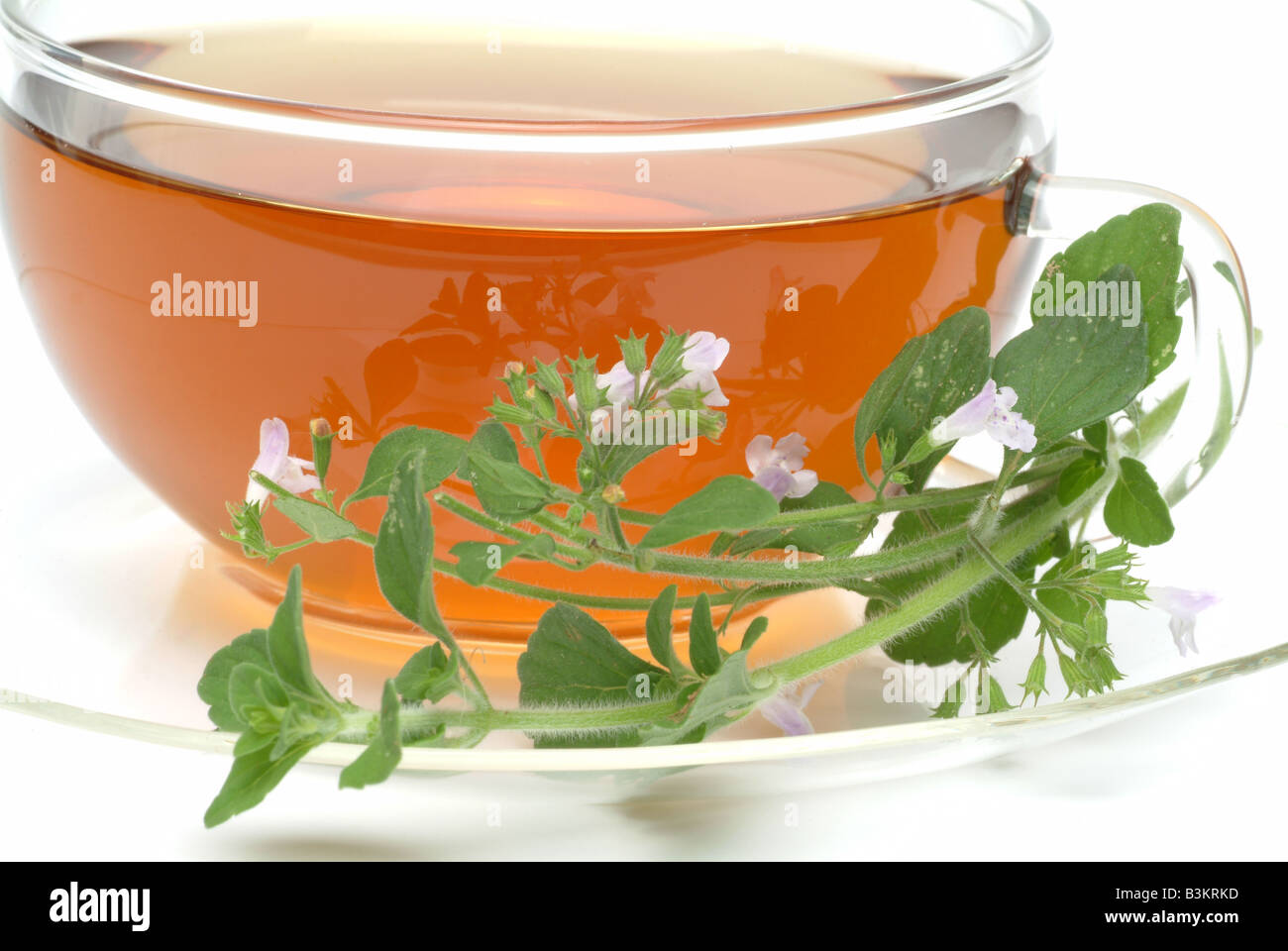 Dwarf calamint hi-res stock photography and images - Alamy