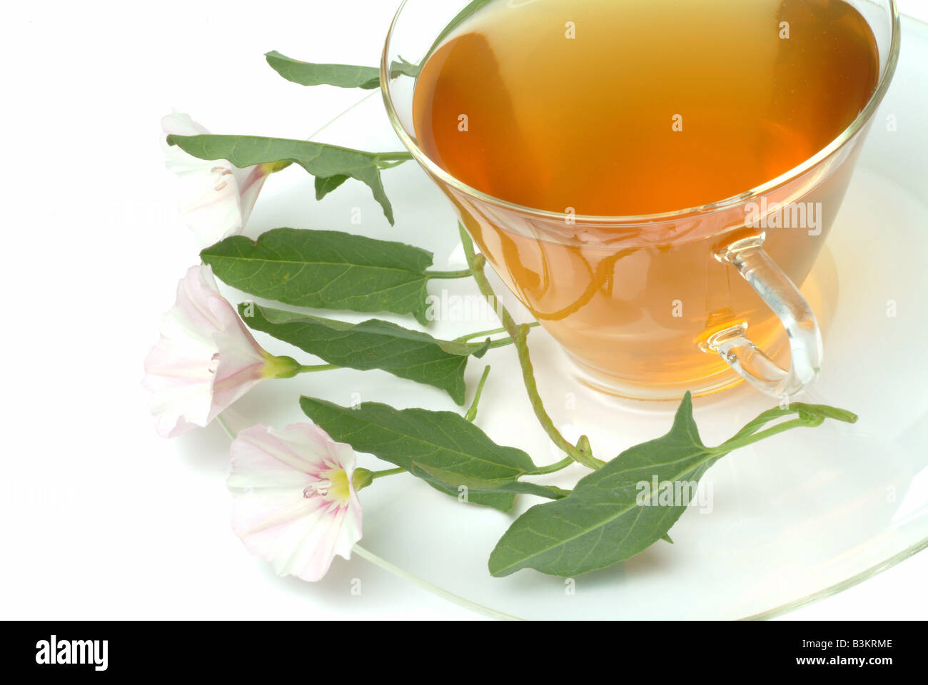 tea made of Blindweed blindweedtea medicinal tea herbtea Convolvulus ...