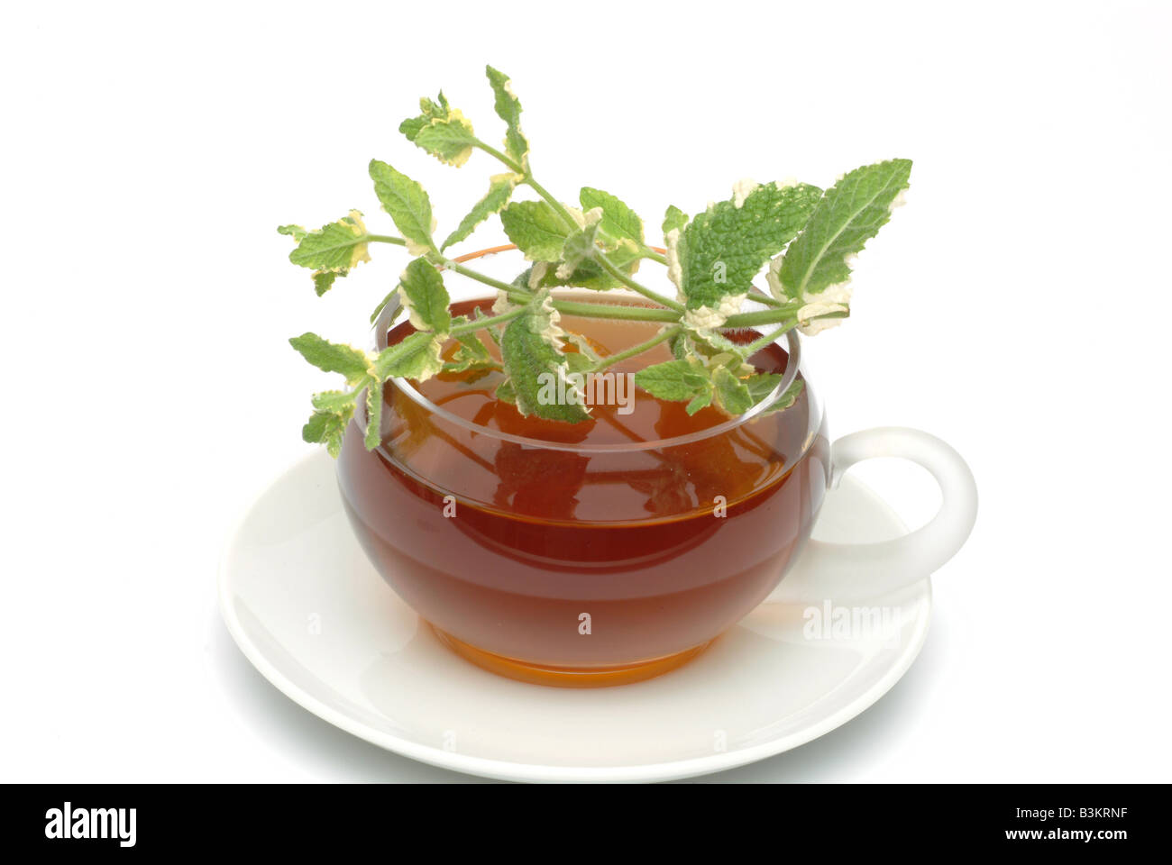 Pineapple mint Mentha Suaveolens herbtea herb tea medicinal tea tè ...