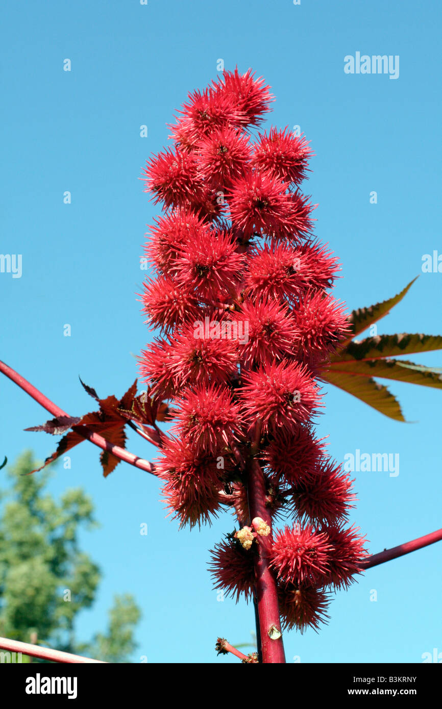 RICINUS COMMUNIS NEW ZEALAND Stock Photo - Alamy