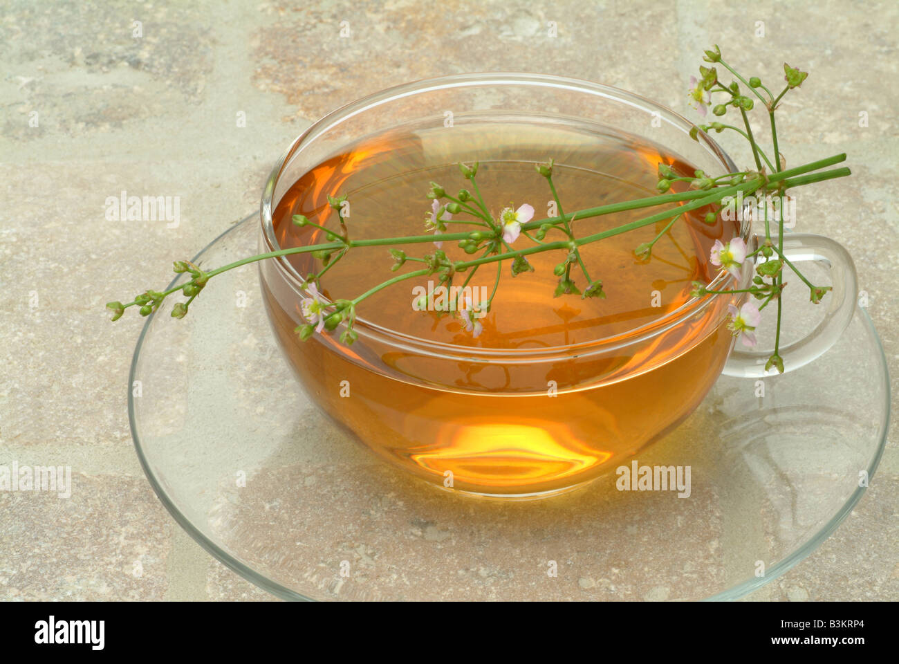 medicinal tea made of Great water plantain Alisma plantago aquatica ...
