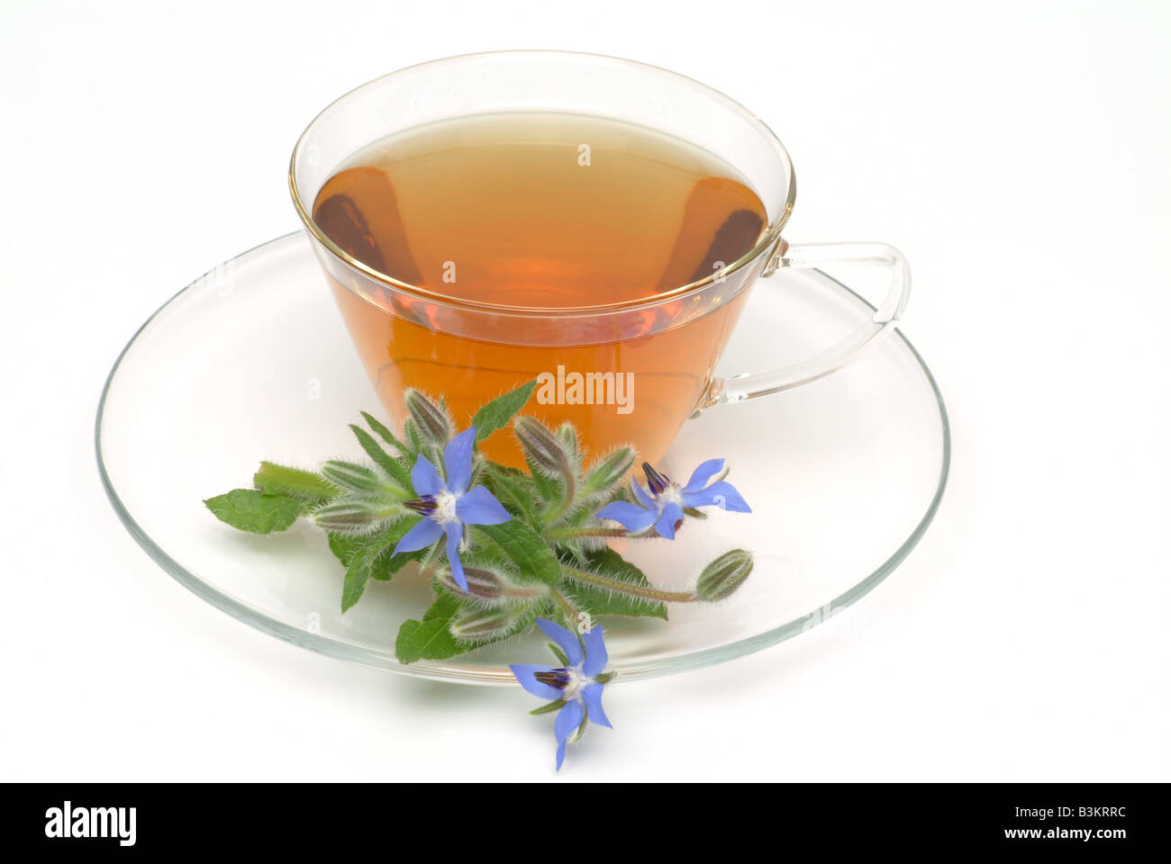 Borage Boragetea herbtea medicinal use Borago officinalis Borragine ...