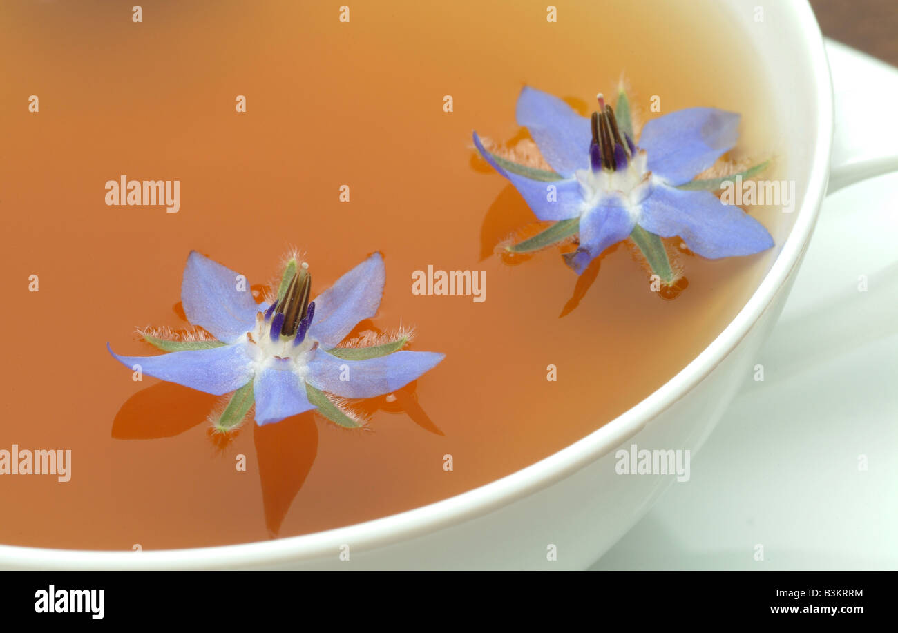 Borage Boragetea herbtea medicinal use Borago officinalis Borragine ...