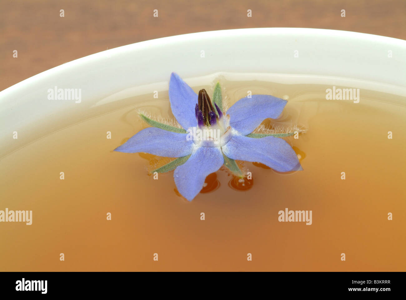 Borage Boragetea herbtea medicinal use Borago officinalis Borragine ...