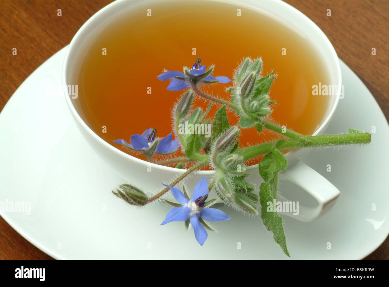 Borage Boragetea herbtea medicinal use Borago officinalis Borragine ...