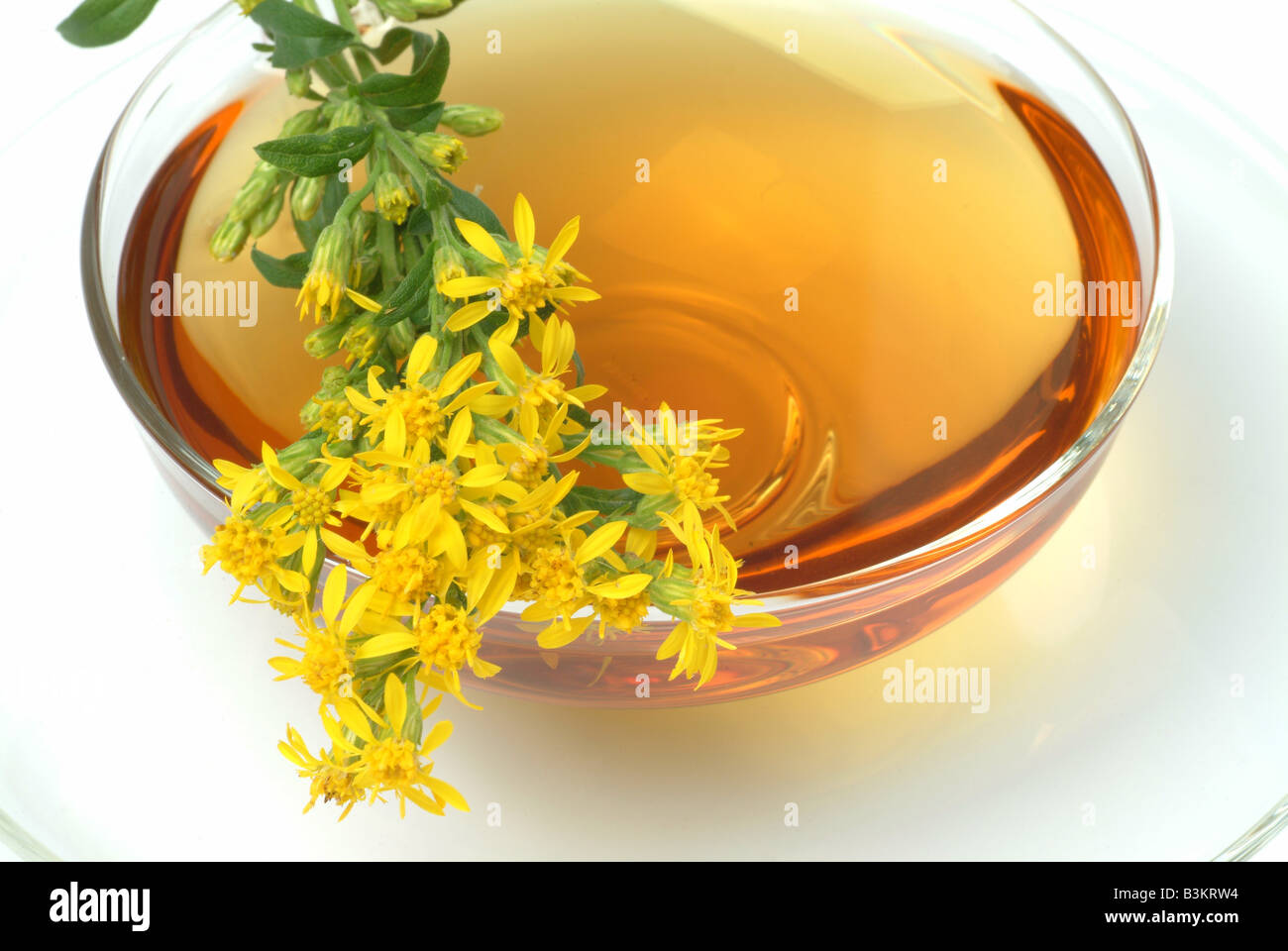 medicinal tea made of Golden rod Solidago virgaurea Stock Photo - Alamy
