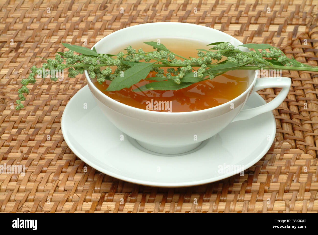 medicinal tea made of mugwort wegwood artemisia artemisia vulgaris ...