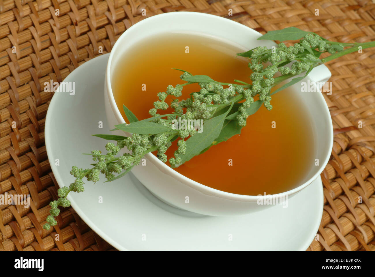 medicinal tea made of mugwort wegwood artemisia artemisia vulgaris ...