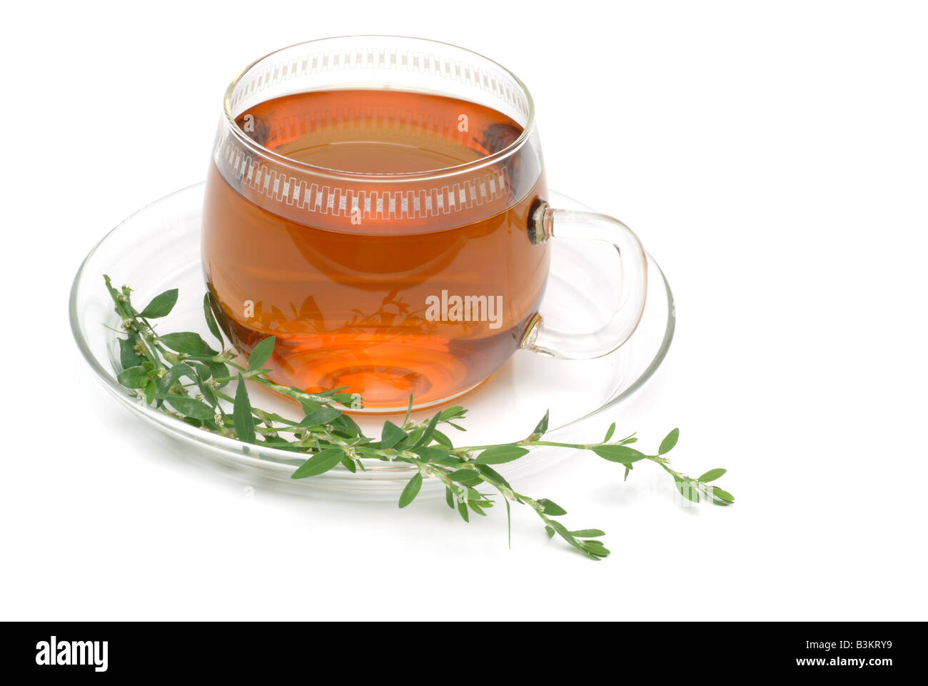 Knotgrass tea hi-res stock photography and images - Alamy