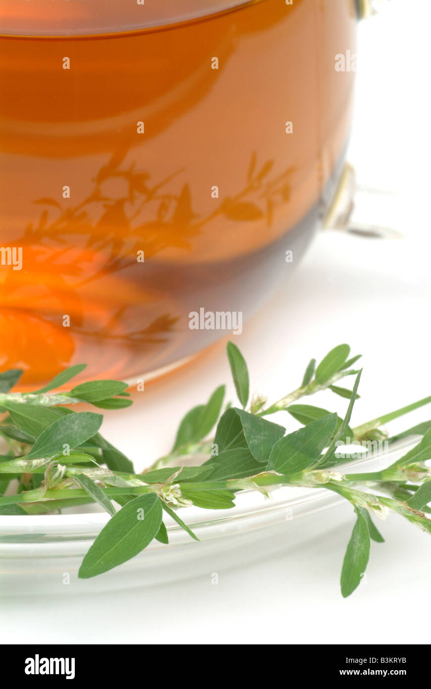 tea made of Knotgrass Knotgrasstea Polygonum aviculare Stock Photo - Alamy